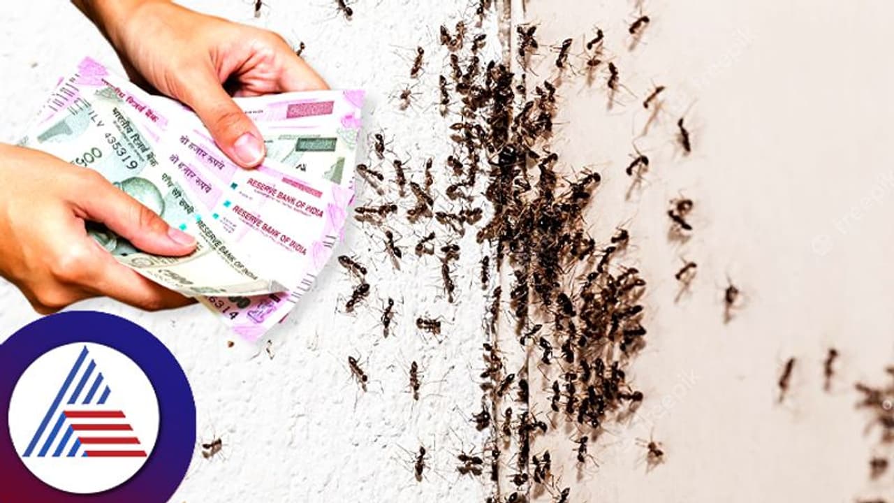 ಕೈ ತುಂಬಾ Money black ant ಕಾರಣ; rich ರ house secret ಬಯಲು! | Astro Tips ...