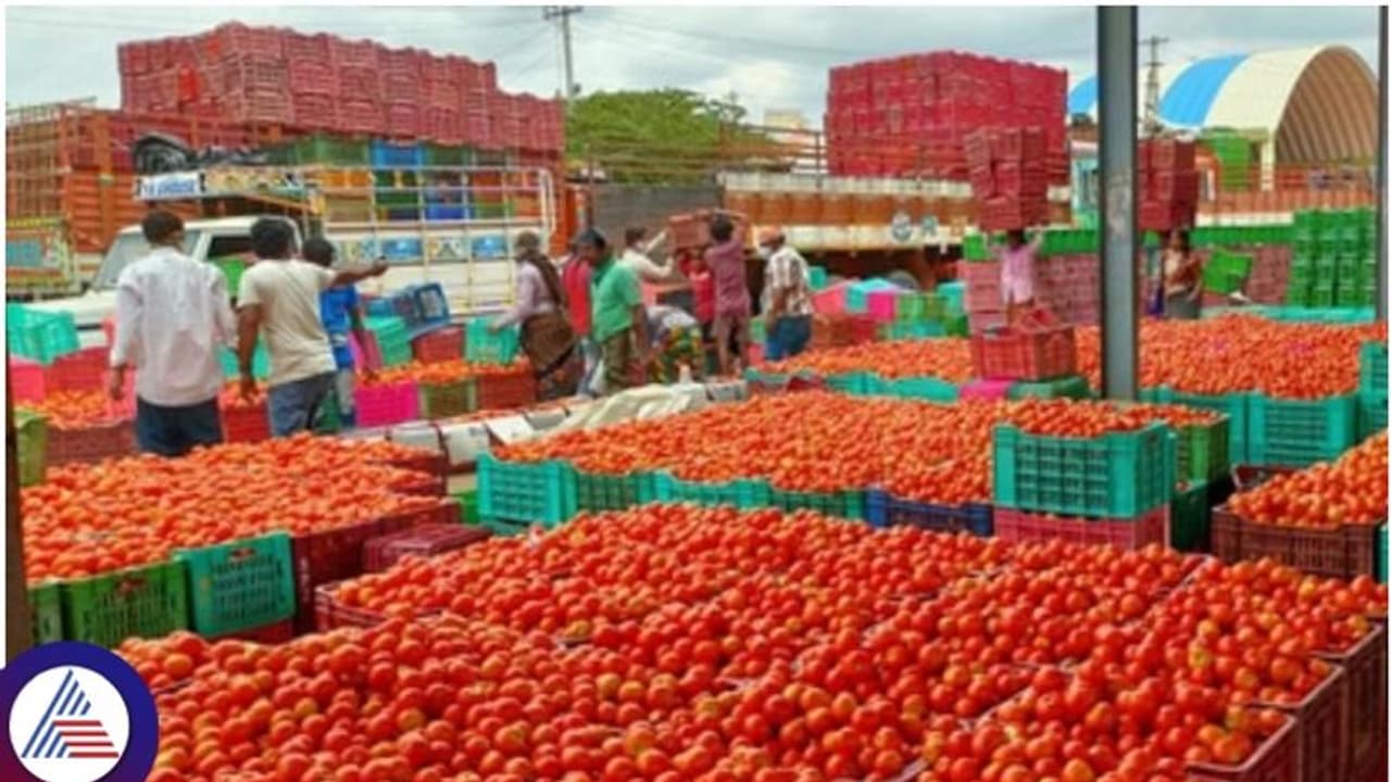 Tomato price reduced to Rs 20 in Bengaluru market due to ample supply ...