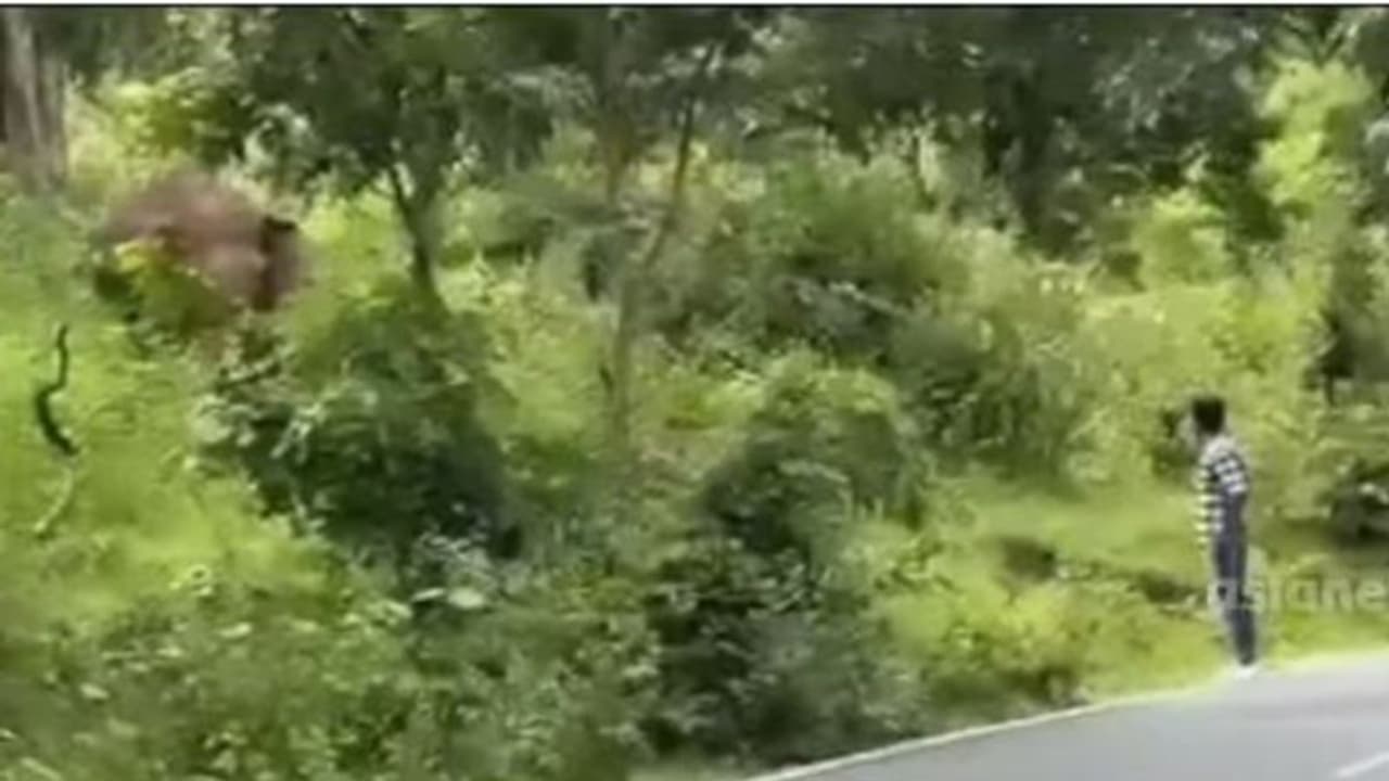 മുതുമലയിൽ കാട്ടാനയോട് അഭ്യാസം കാട്ടിയത് മലയാളി യുവാക്കൾ, വൈകാതെ വലിയ ...