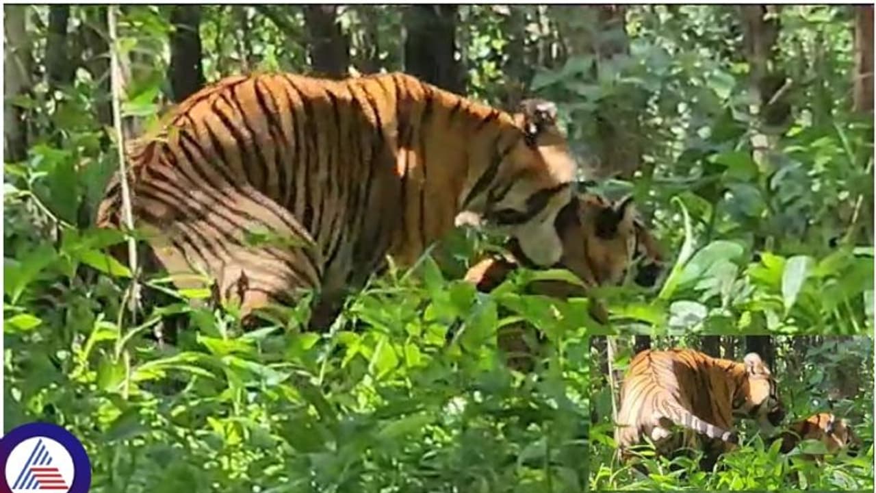 Tigers mating at Bhadra Wildlife Sanctuary in Chikkamagaluru: Viral ...