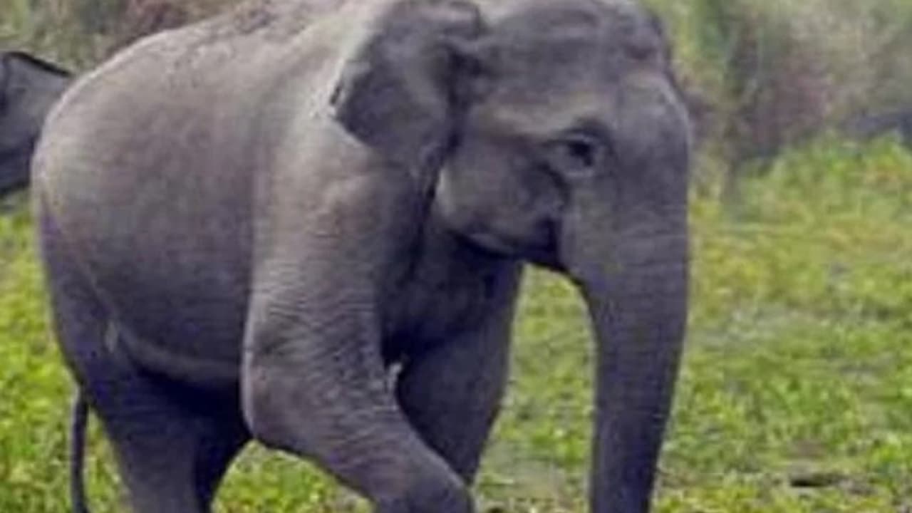 Kerala: Man dies of elephant attack in Kannur | Asianet Newsable