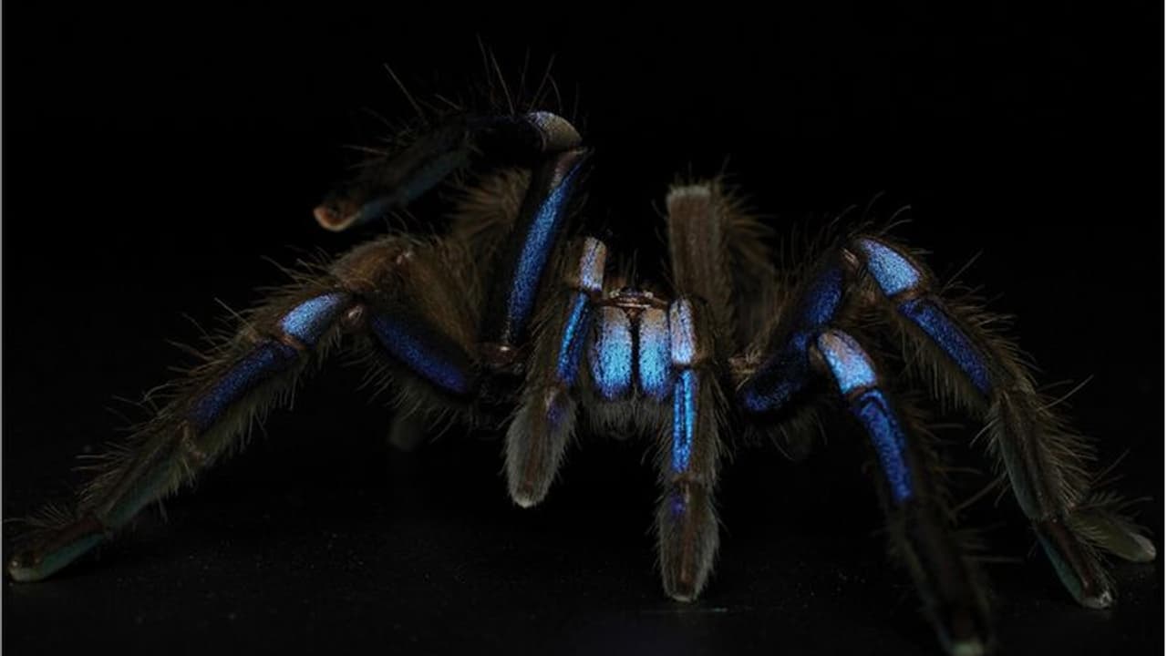 Fascinating! Discovery of rare electric blue tarantula in Thailand ...