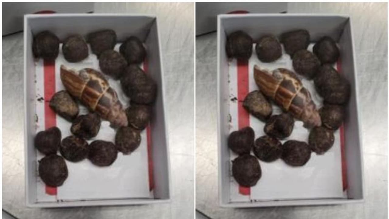 woman caught with giraffe poop: വിമാനത്താവളത്തില്‍ പരിശോധനക്കിടെ ...