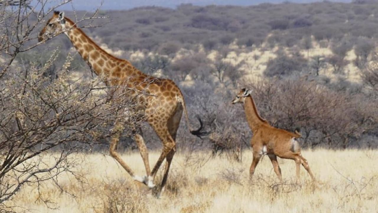 Women took Giraffe Poo : Airportல் ஒட்டகச்சிவிங்கி கழிவுடன் சிக்கிய ...