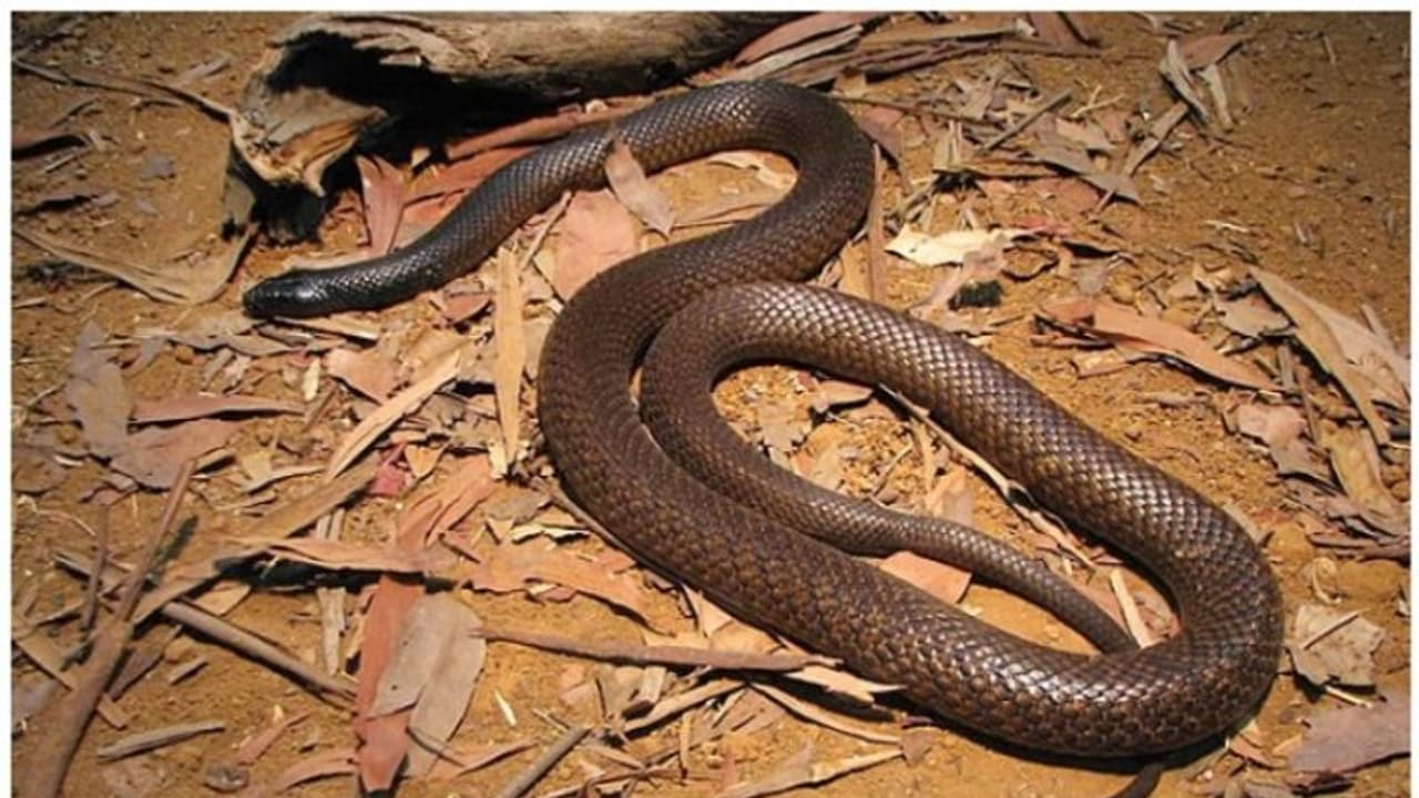 Inland Taipan: 'ഭീകരനാണിവൻ കൊടും ഭീകരൻ'; ഒറ്റക്കടിയില്‍ നൂറ് പേരെ കൊല്ലാൻ മാത്രം വിഷമുള്ള പാമ്പ് ...