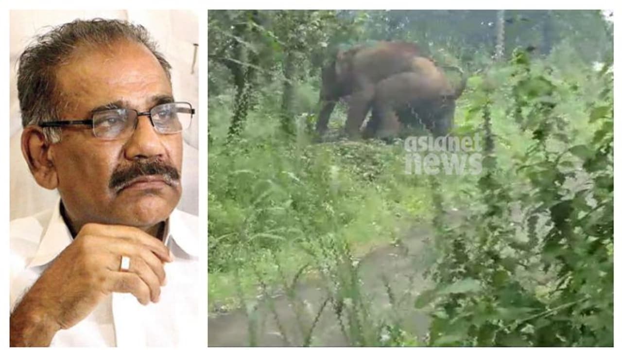 കാട്ടാനയെ തുരത്താൻ നടപടികള്‍ സ്വീകരിക്കുന്നു, മയക്കുവെടി വെക്കുന്ന ...