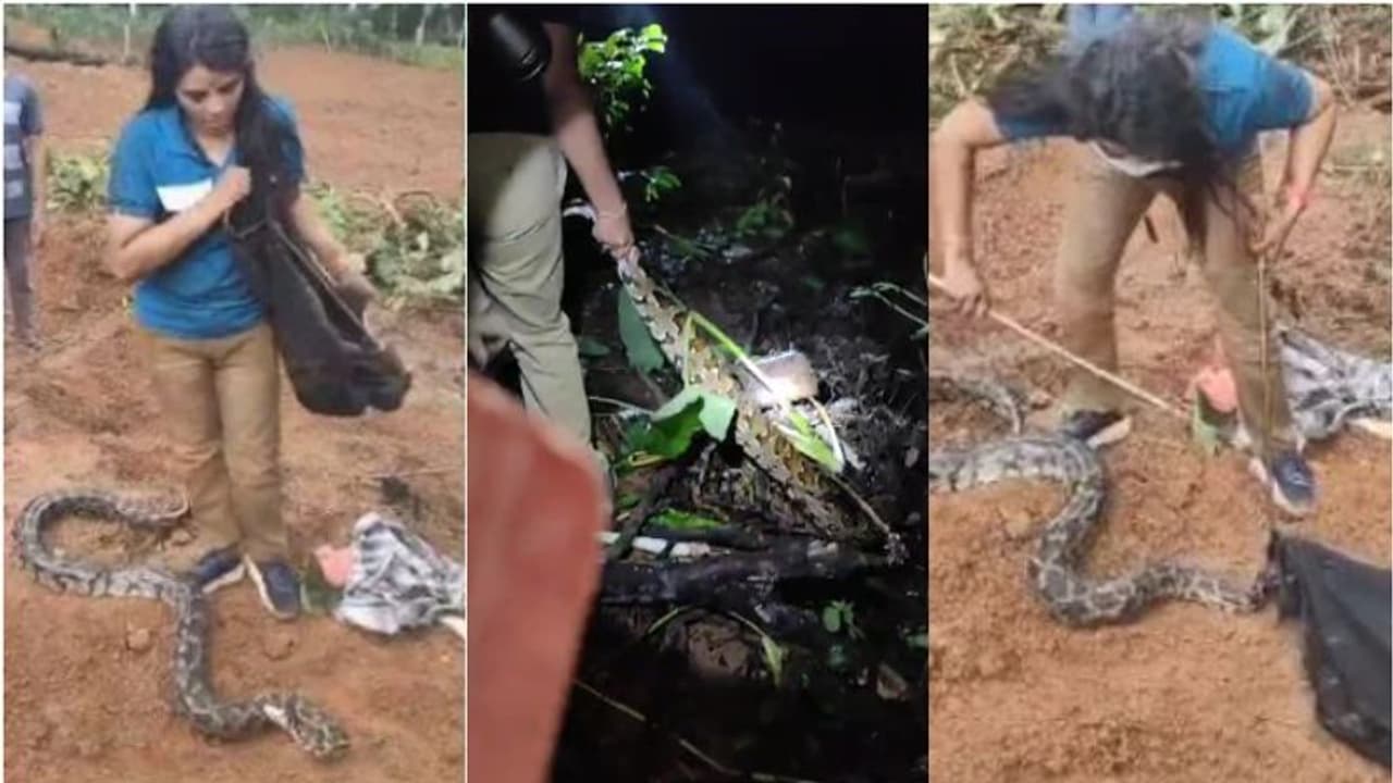 10 python caught from thiruvananthapuram after heavy rain പെരുമഴ ...