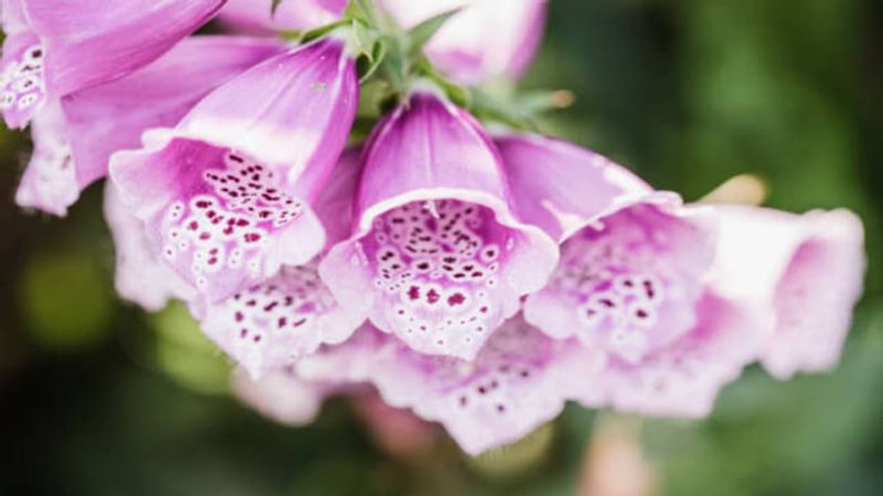 Foxglove Effect On Heart : இந்த அழகான பூ உங்கள் உயிரை பறிக்கலாம் ...