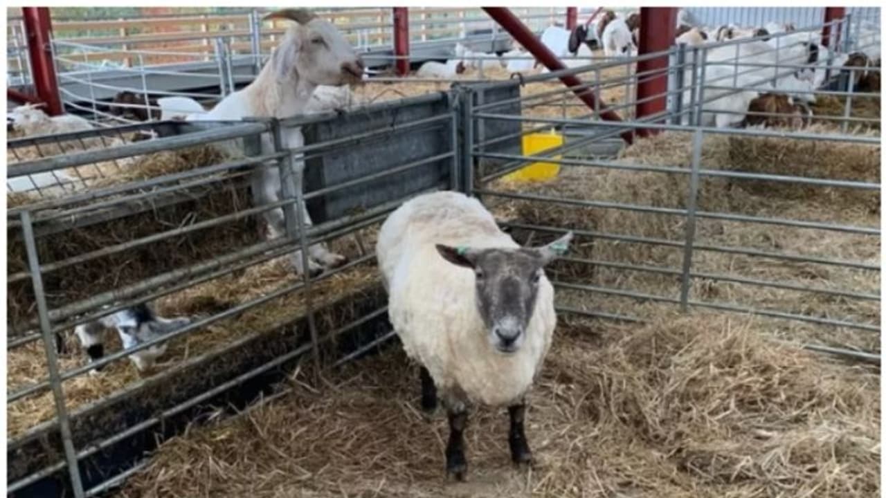 loneliest sheep: ലോകത്തിലെ ഏറ്റവും ഏകാന്തയായ ചെമ്മറിയാട് ഇനി ഏകാന്തയല്ല ...