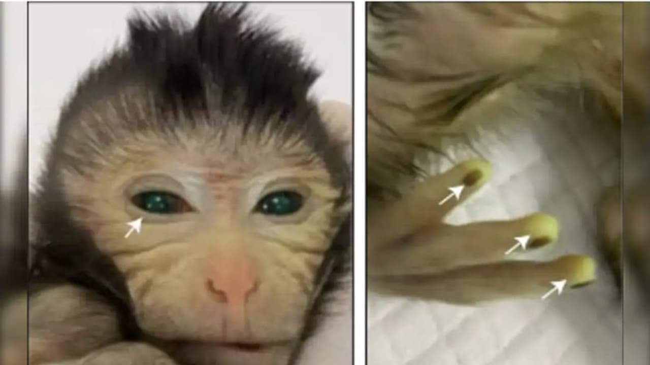 Chinese scientists create first-of-its-kind chimera monkey with green ...