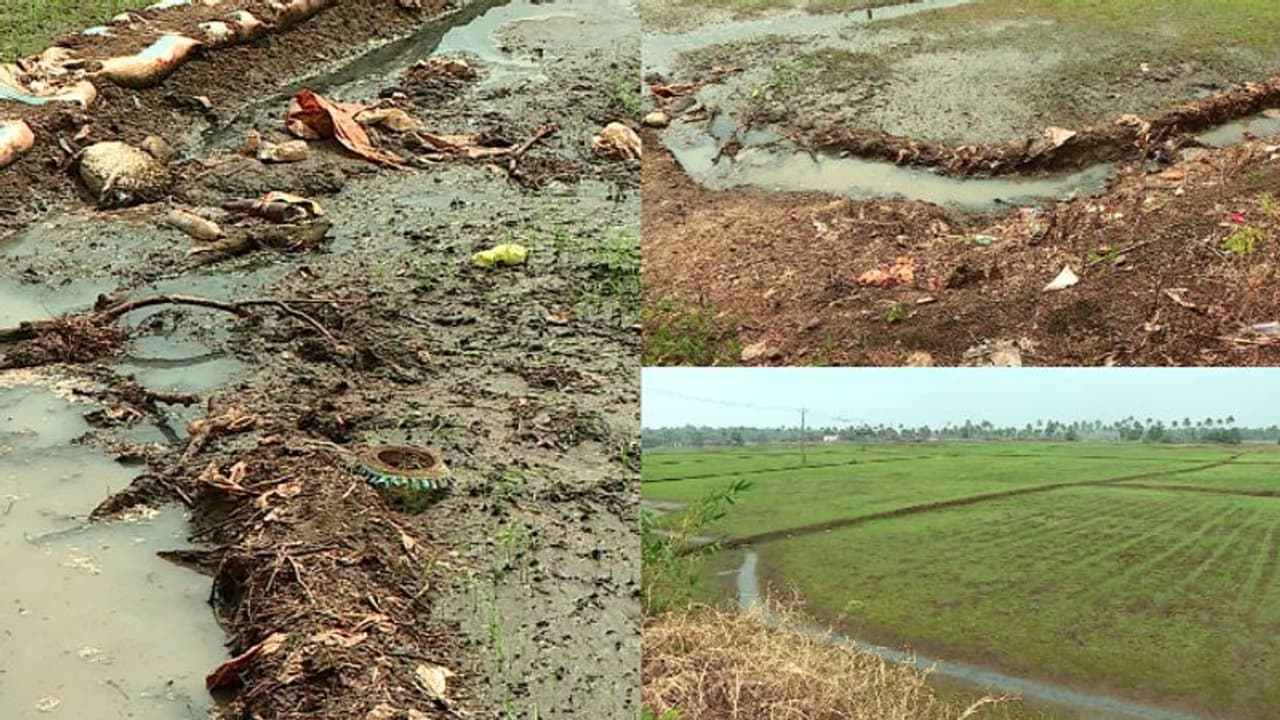 കൊയ്തിട്ട നെല്ലിന് മുകളിലേക്ക് കക്കൂസ് മാലിന്യം പിന്നാലെ വിത്തിന് ...