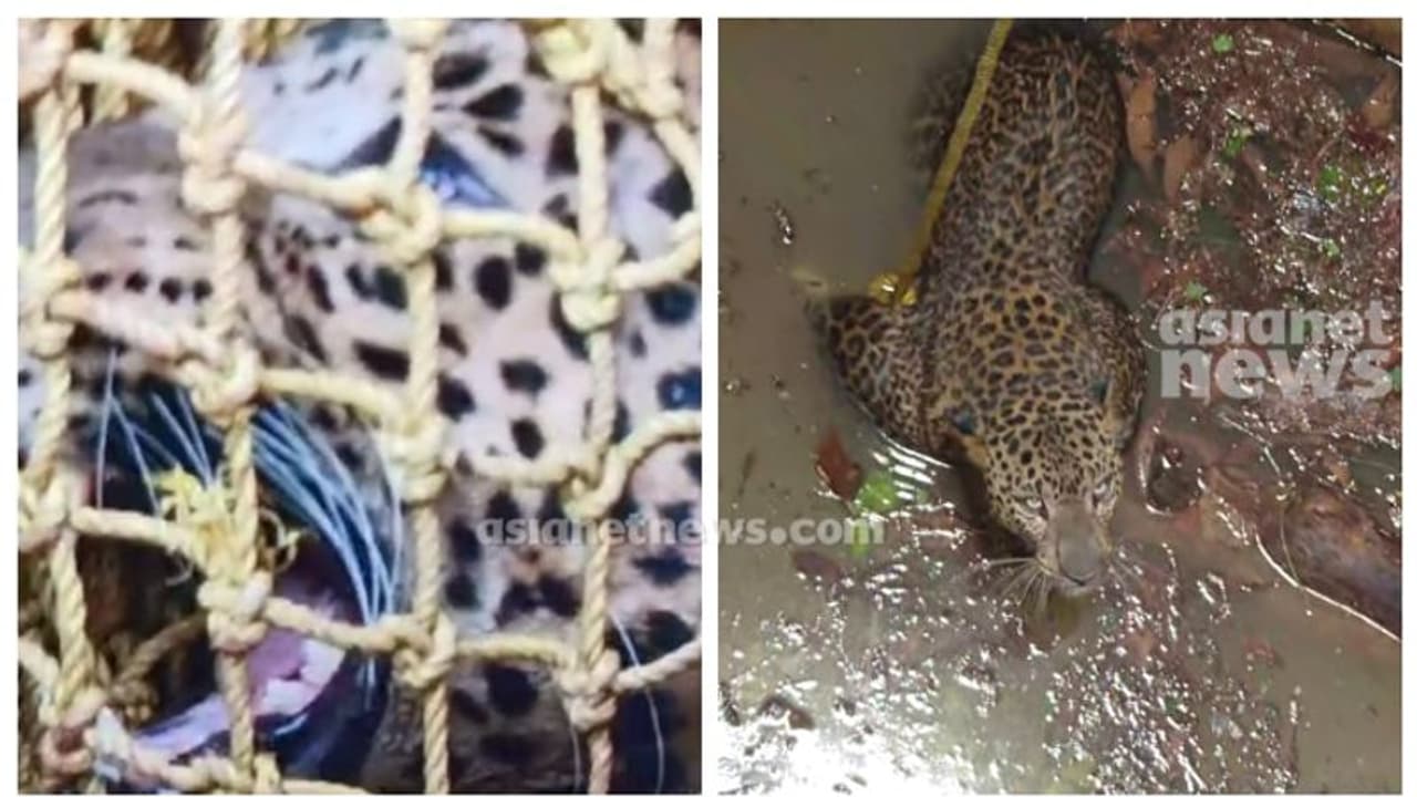 കണ്ണൂരിൽ കിണറ്റിൽ വീണ പുലി ചത്ത സംഭവം; തലയ്ക്കും വലതു തോളിനും ക്ഷതം, പോസ്റ്റ്മോര്‍ട്ടം റിപ്പോ ...