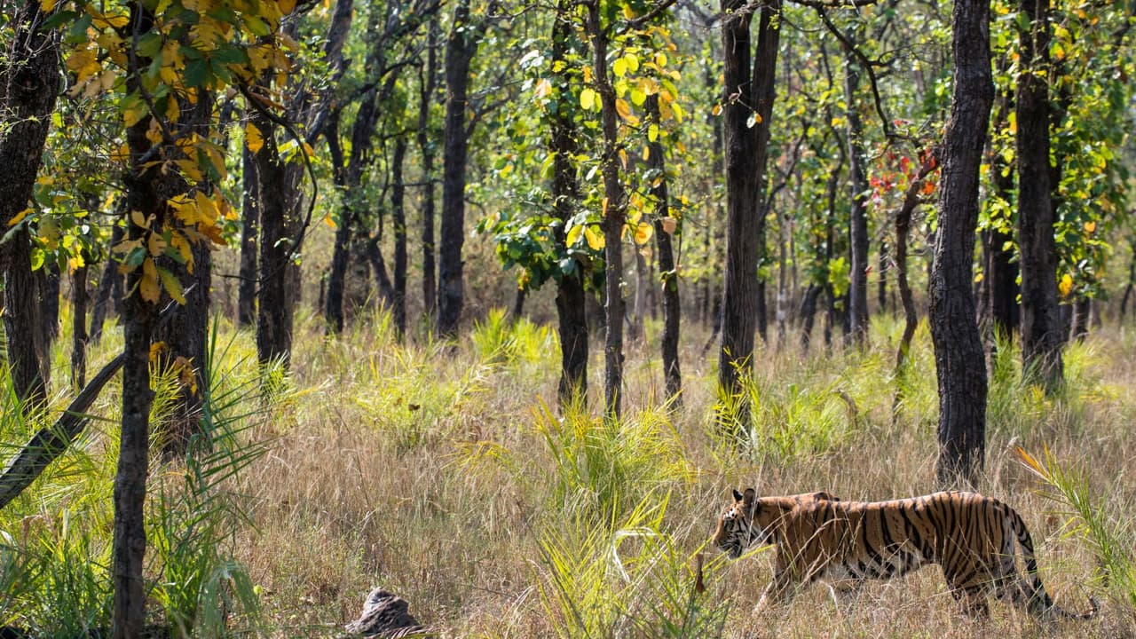 Wildlife Conservation Importance : …तर नागरिकांनी वनव्यवस्थापनाकडे ...
