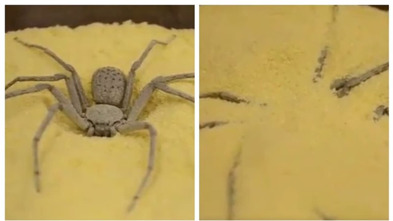 Sand Spider: ഇരപിടിക്കാന്‍ വല നെയ്യില്ല, പകരം കുഴികുത്തി ഒളിച്ചിരിക്കും ...