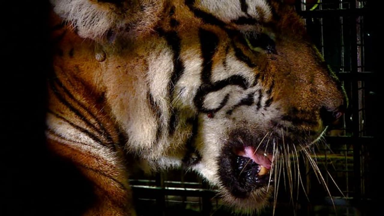 Kerala: 7 killed in tiger attacks in Wayanad over last 8 years, says ...