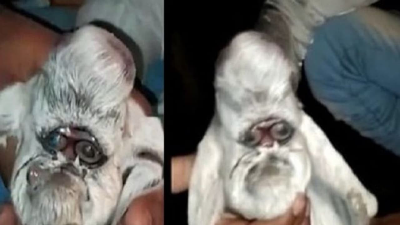 Baby goat born with human face | Baby Goat Born With Human Face Isr ...