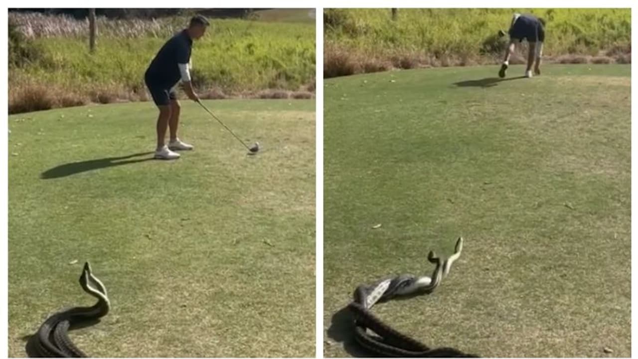 കില്ലാടി തന്നെ ! തൊട്ടടുത്ത് രണ്ട് പെരുമ്പാമ്പുകള്‍ ഇണ ചേരുമ്പോള്‍ ഗോള് ...