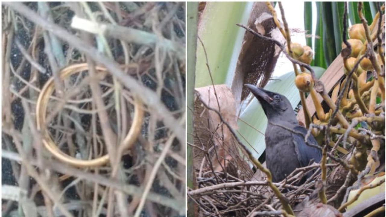 Golden bangles found in Kozhikode Crow Nest details ശ്ശെടാ ...