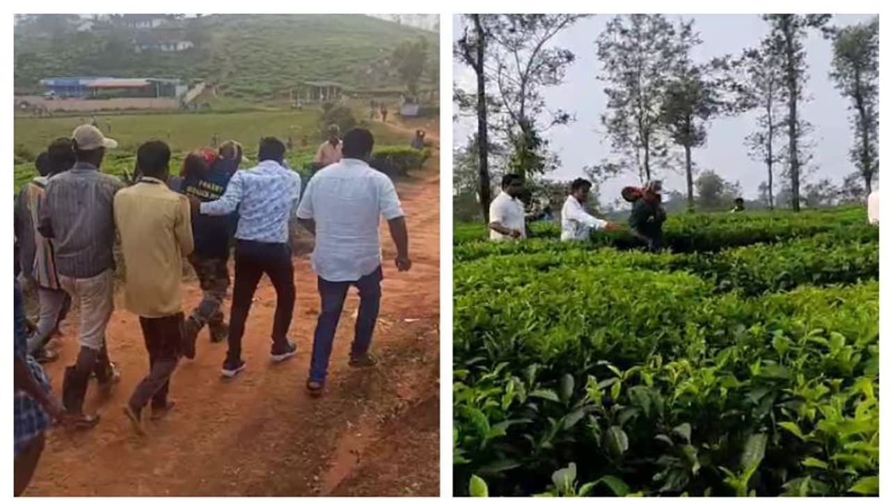 അമ്മക്കൊപ്പം തോട്ടത്തിലൂടെ പോകുമ്പോൾ പുലി ആക്രമിച്ചു; മൂന്നു ...