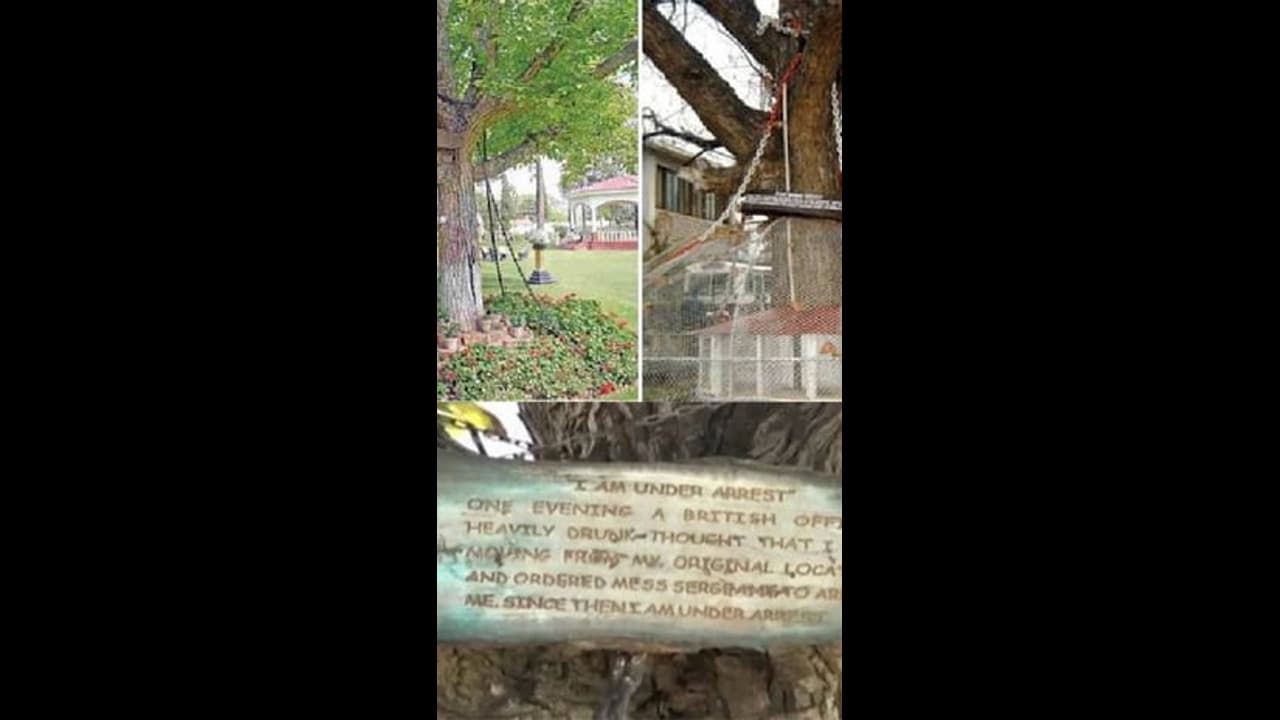 Tree under Arrest: 125 ವರ್ಷಗಳಿಂದ ಈ ಮರ ಕಂಬಿ ಹಿಂದೆ, ಮಾಡಿದ ಯಾವ ತಪ್ಪಿಗೆ ಈ ...