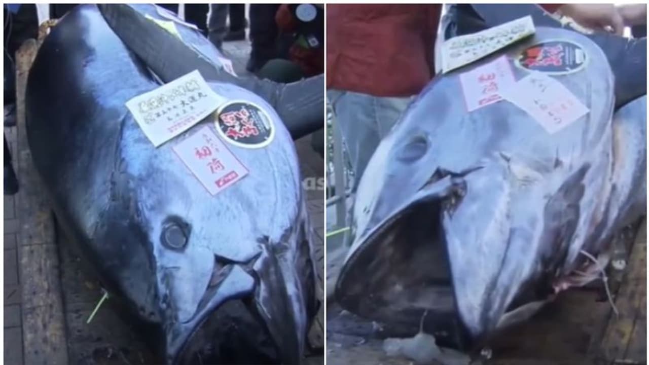 Tuna Fish Record Price വെറും മീനല്ല, പൊന്നിന്‍ വിലയുള്ള പെടപെടയ്ക്കണ ...