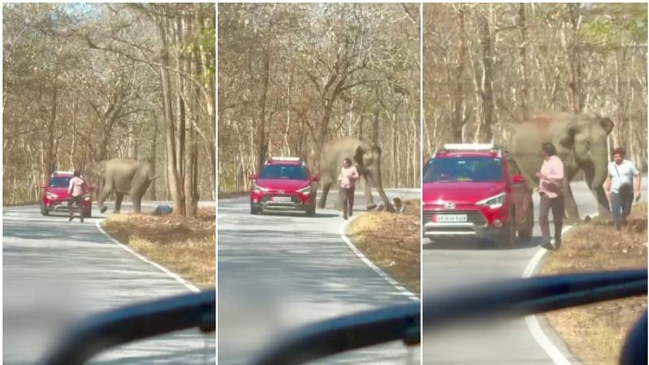 Wild Elephant Attack : യാത്രക്കാര്‍ക്ക് നേരെ പാഞ്ഞടുത്ത് കാട്ടാന ...