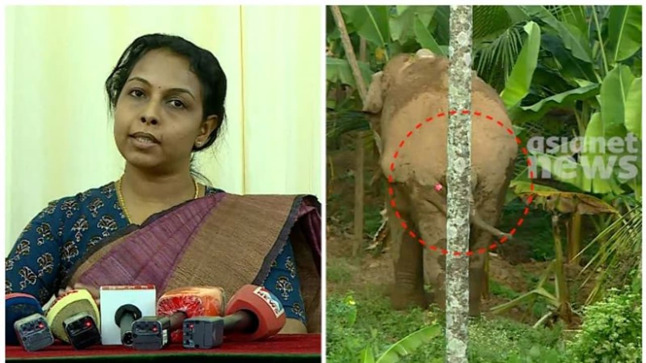'No lapses in procedure of darting the elephant': CCF officer on wild ...
