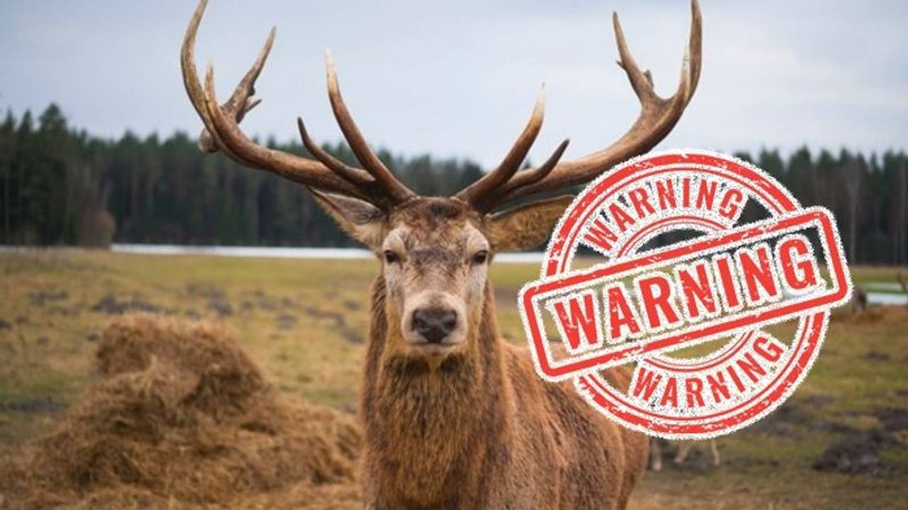 Experts warn of rapid spread of 'zombie deer disease' with potential ...