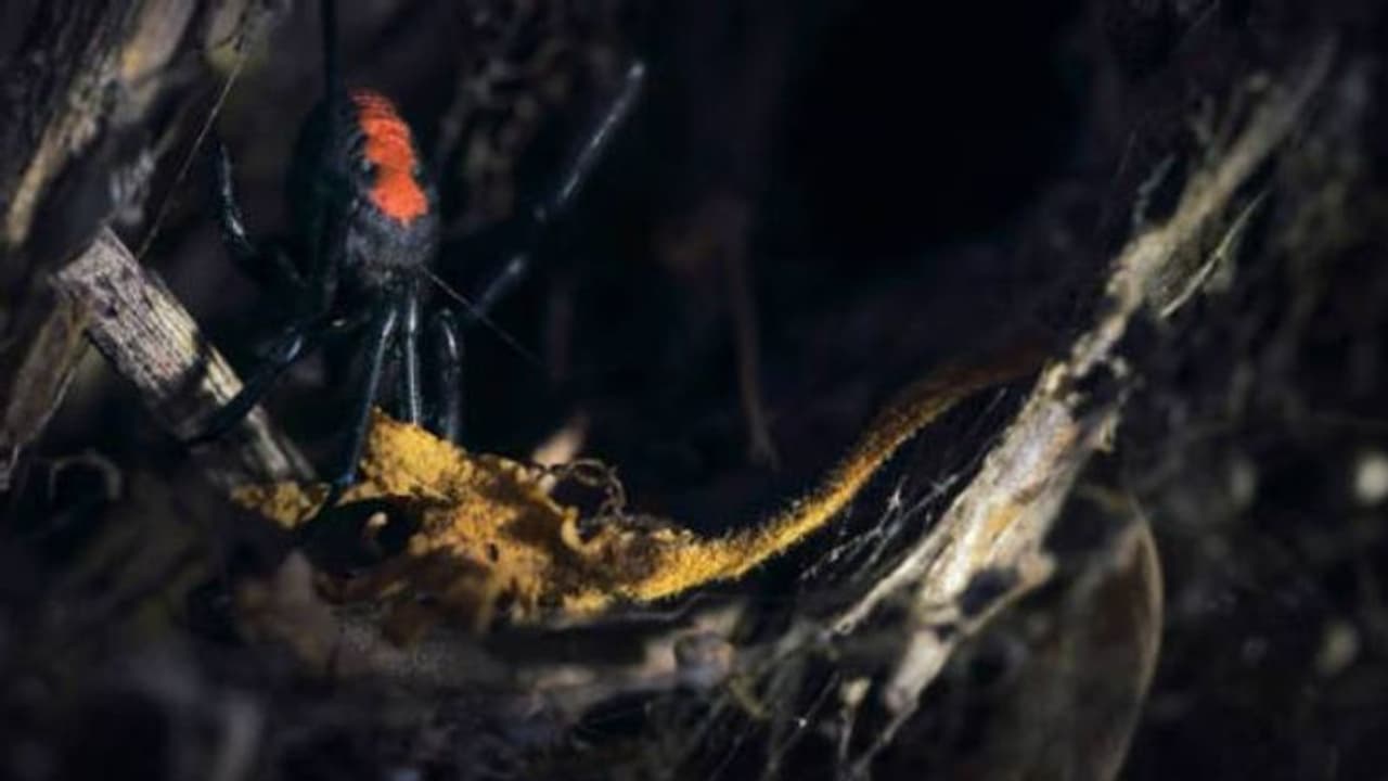 അമ്പട വമ്പാ; ഉ ഗ്രവിഷമുള്ള പാമ്പിനെപ്പോലും ഭക്ഷണമാക്കുന്ന കുഞ്ഞ ...