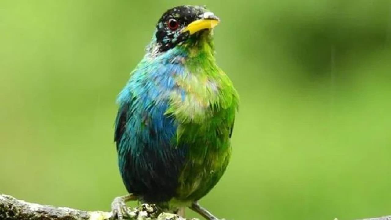India has 1036 species of birds, ranks 3rd in the world for bird count ...
