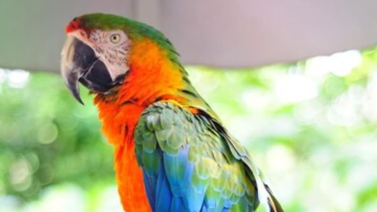 What is Parrot fever? Symptoms, treatments of this outbreak that killed ...