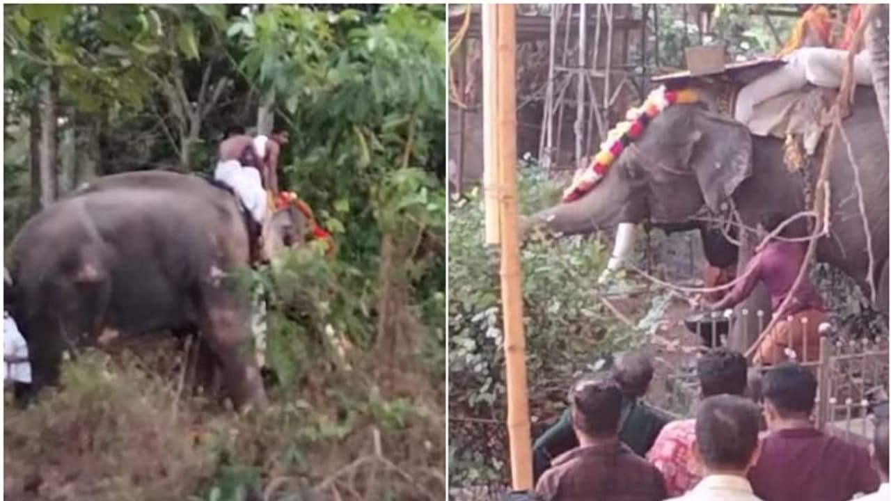 ശിവരാത്രി ഉത്സവം: രണ്ടിടത്ത് ആനകള്‍ ഇടഞ്ഞു, തളച്ചത് അതിസാഹസികമായി ...