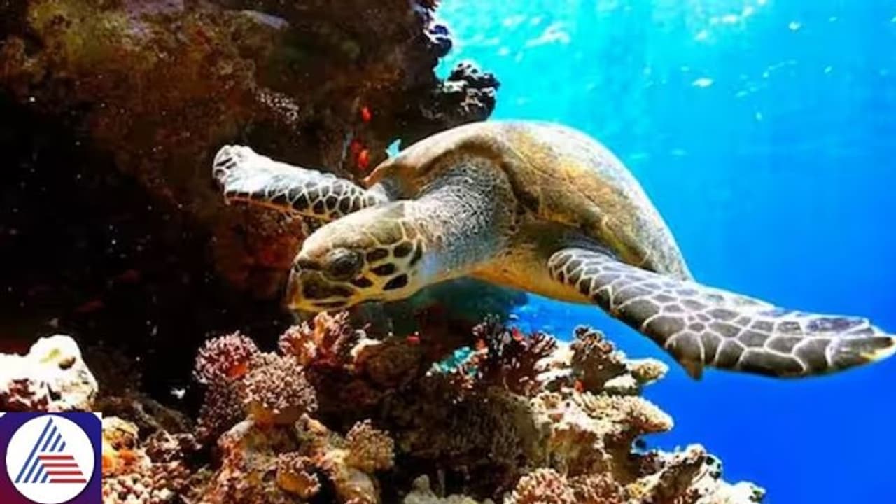 9 dead, 78 severely ill after consuming Sea Turtle meat at Zanzibar ...