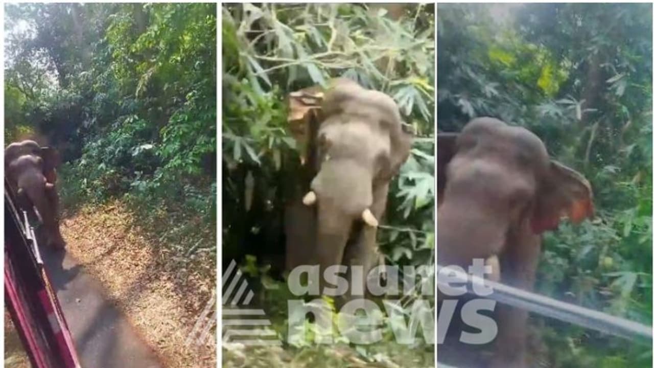 Wild elephant attack : മറഞ്ഞിരുന്ന കാട്ടാന സ്വകാര്യ ബസിന് നേരെ ...