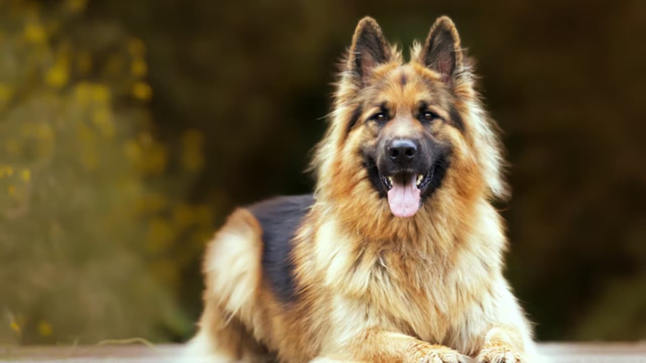 Man Beaten To Death After He Objects To Barking Of Pet Dogs: വള ...