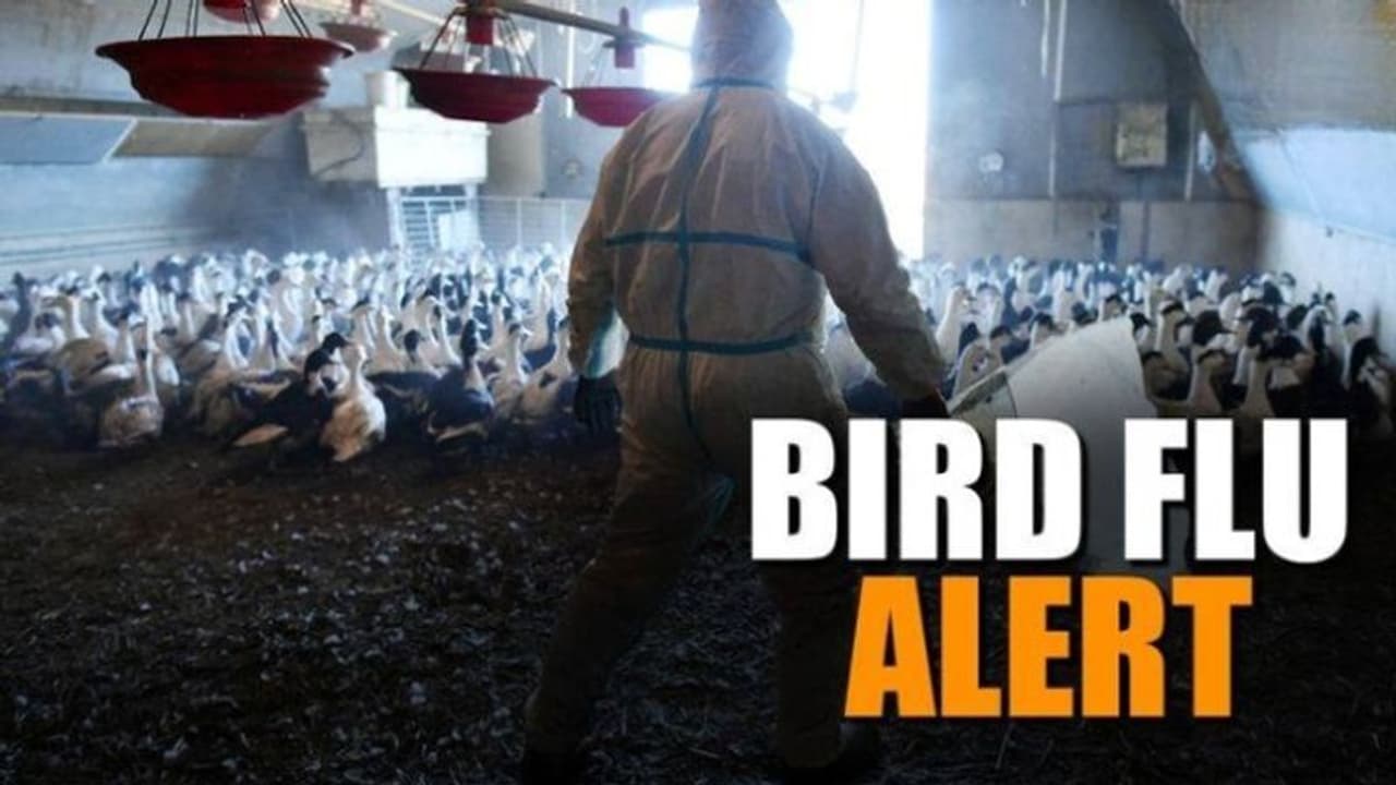 Bird Flu Death: बर्ड फ्लू से हुई दुनिया में पहली मौत, जानें H5N2 के ...