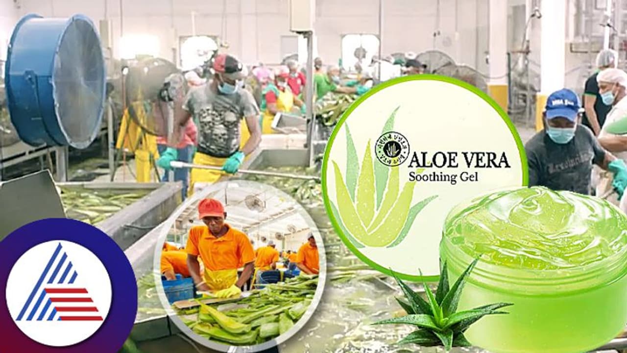 ಲಾಭದಾಯಕ Aloe Vera Gel Business.. ಕಡಿಮೆ ಬಂಡವಾಳದಲ್ಲಿ ಬಂಪರ್ ಗಳಿಕೆ, ಜಾಗ ...