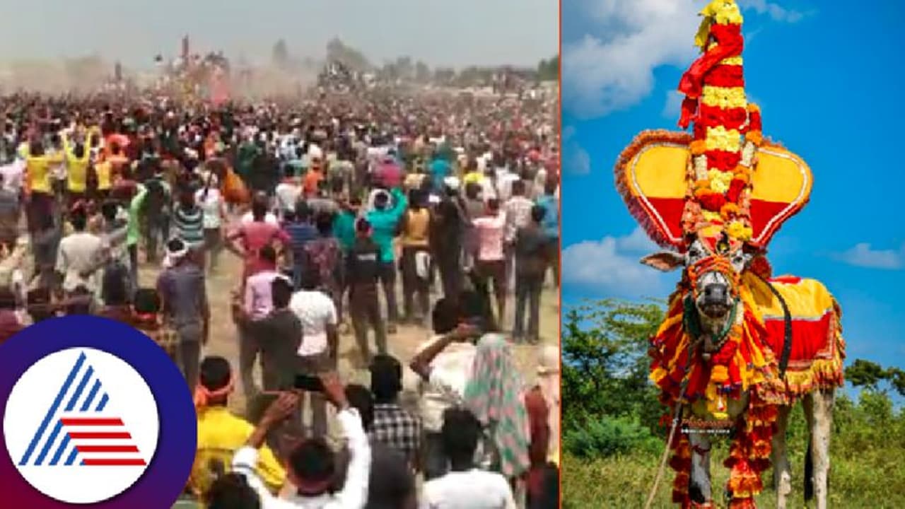 Rock star bull dies ಸಿನಿಮಾ ನಟರಂತೆ ಲಕ್ಷಾಂತರ ಅಭಿಮಾನಿಗಳ ಸಂಪಾದಿಸಿದ್ದ ರಾಕ್ ...