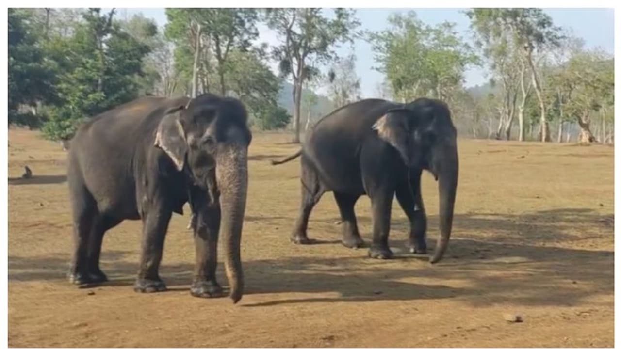 55 years of elephant friendship: ഭാമയും കാമാച്ചിയും; വൈറലായി ...