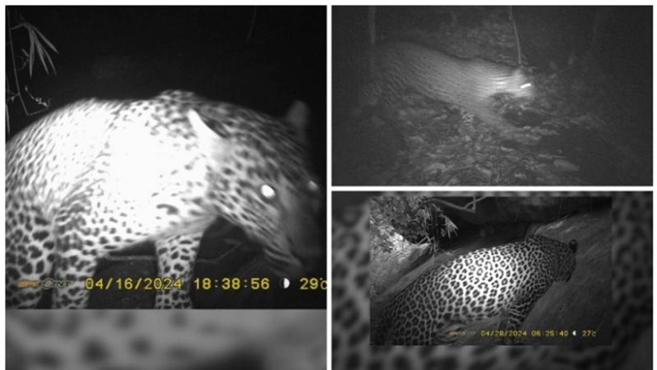 Kerala: Forest Department's CCTV captures footage of leopards entering ...
