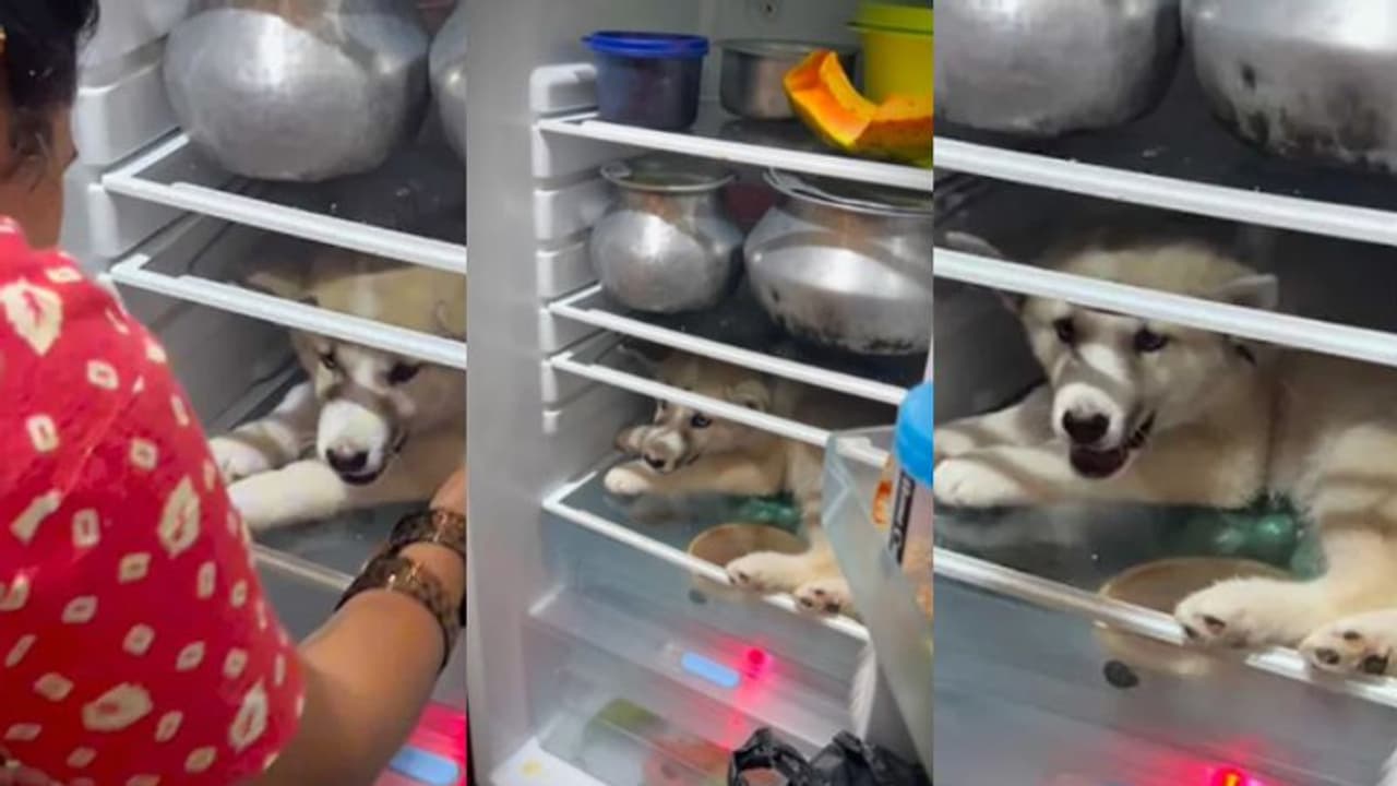'അയ്യോ എന്തൊരു ചൂടാ!' രക്ഷതേടി വീട്ടിലെ ഫ്രിഡ്ജിൽ കയറിയിരുന്ന് നായ ...