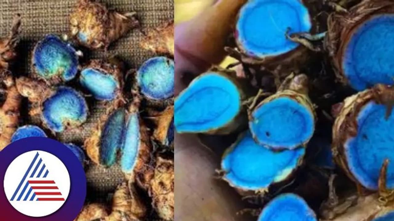 blue turmeric ಬೆಳೆದು ಬಂಪರ್ ಲಾಭ ಗಳಿಸುತ್ತಿರೋ ರೈತರು; ಇದನ್ಯಾಕೆ ಬಳಸ್ತಾರೆ ...