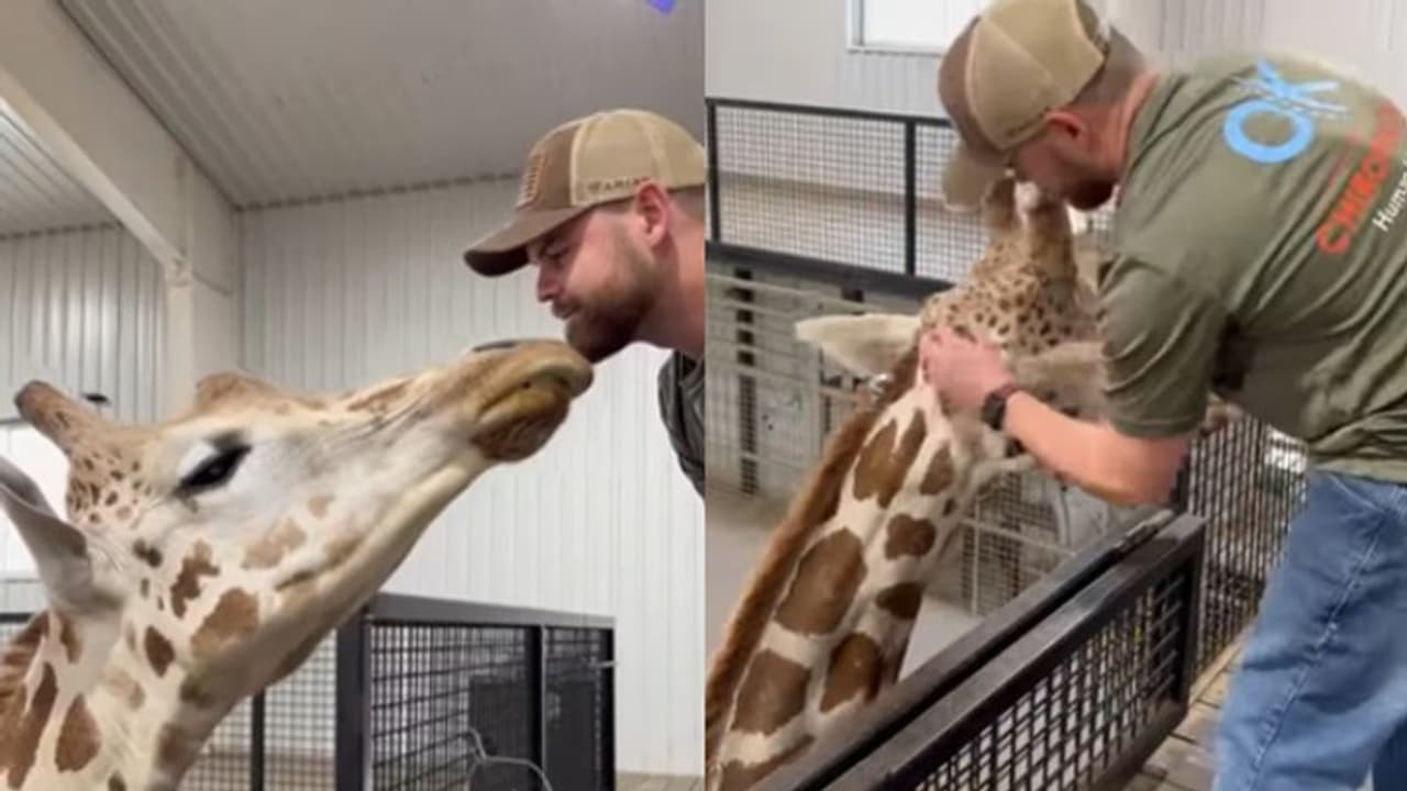 This video of a giraffe interacting with the vet has captured a million ...