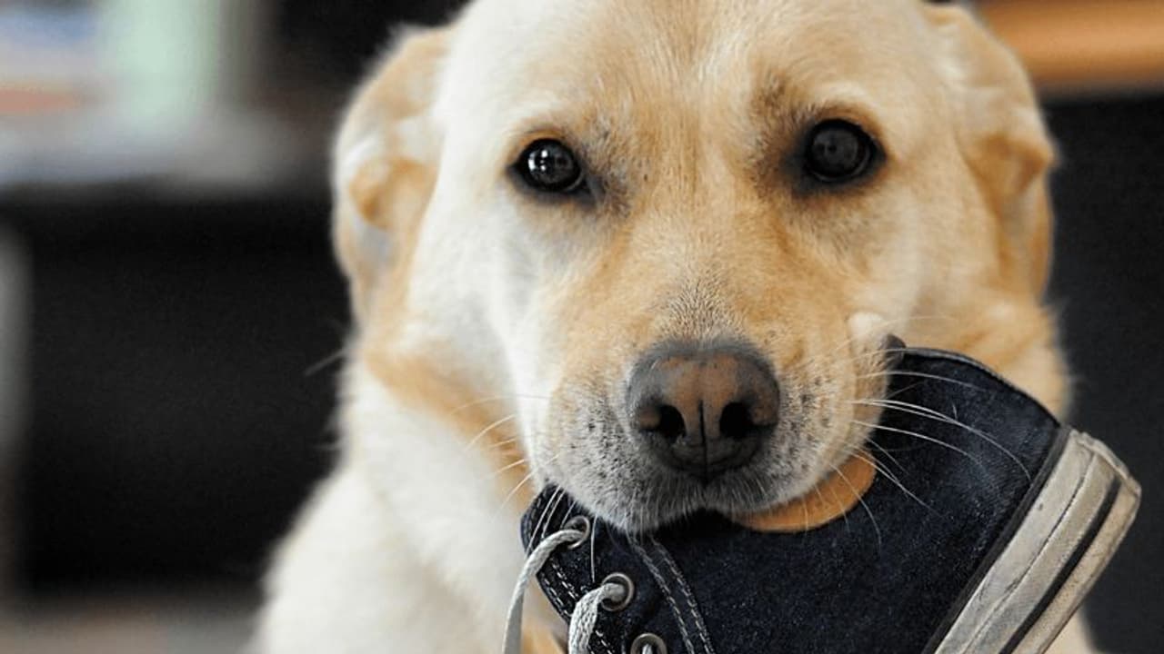 Why Dogs Bite Slippers | நாய்கள் செருப்பை கடிப்பதற்கு இதுதான் காரணமா ...
