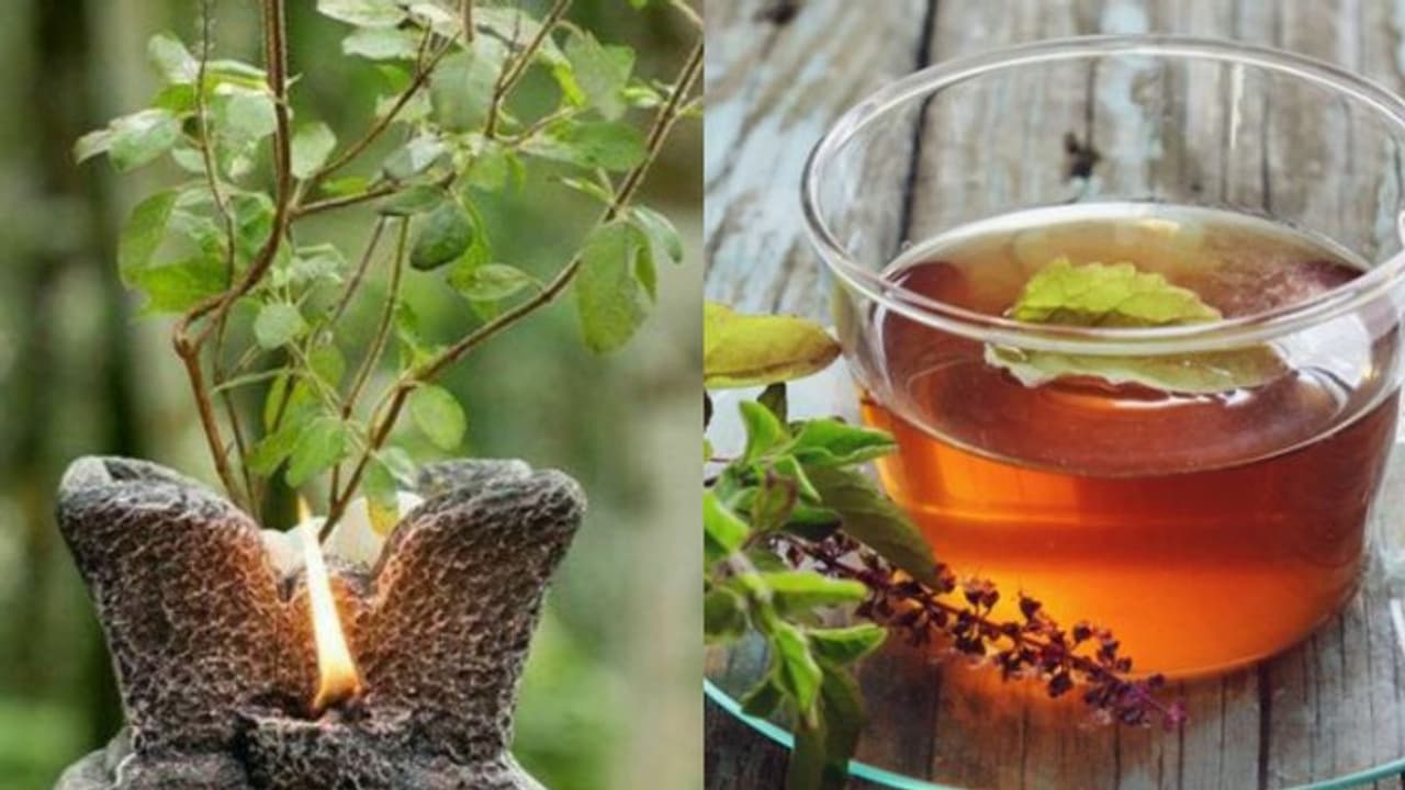 From immunity to mental clarity: Discover 5 benefits of having a Tulsi ...