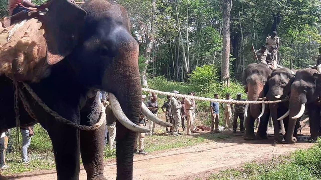 Kodagu: ಮಹಿಳೆಯ ಕೊಂದಿದ್ದ ದಕ್ಷ ಹೆಸರಿನ Lone Elephant ಸೆರೆ ಹಿಡಿದ Forest ...