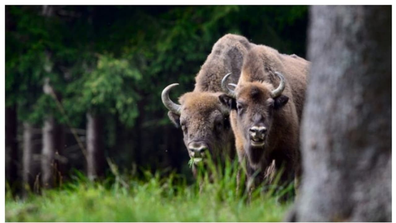 Bison can eliminate carbon emission?: 20 ലക്ഷം കാറുകൾ ഒരു വർഷം ...
