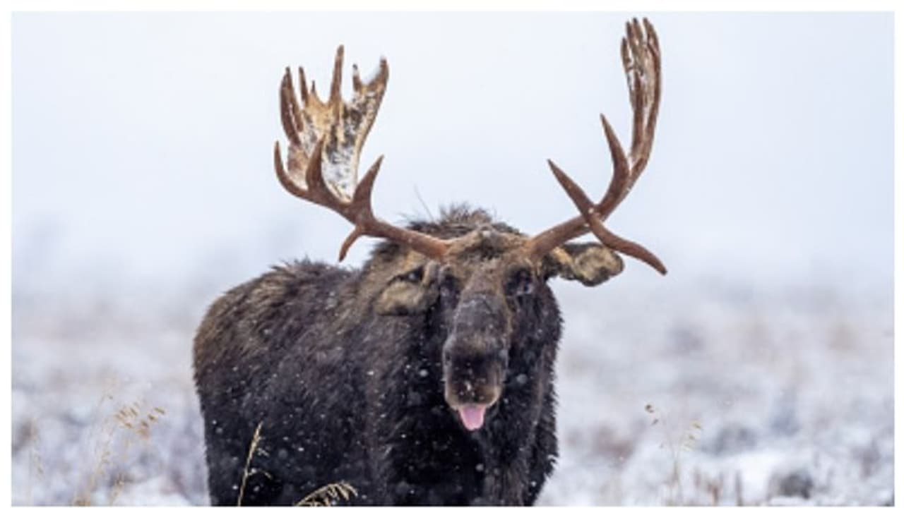 Alaska ಆಗಷ್ಟೇ ಹುಟ್ಟಿದ Claves ಫೋಟೋ ತೆಗೆಯಲು ಮುಂದಾದವನ ಕೆಡವಿ ಕೊಂದ Mother ...