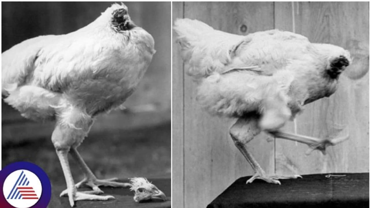 Miracle Mike ಎಂಬ ಕೋಳಿಯ ತಲೆ ಕತ್ತರಿಸಿದರೂ 18 ತಿಂಗಳು ಬದುಕಿ ದಾಖಲೆ ನಿರ್ಮಿಸಿದೆ ...