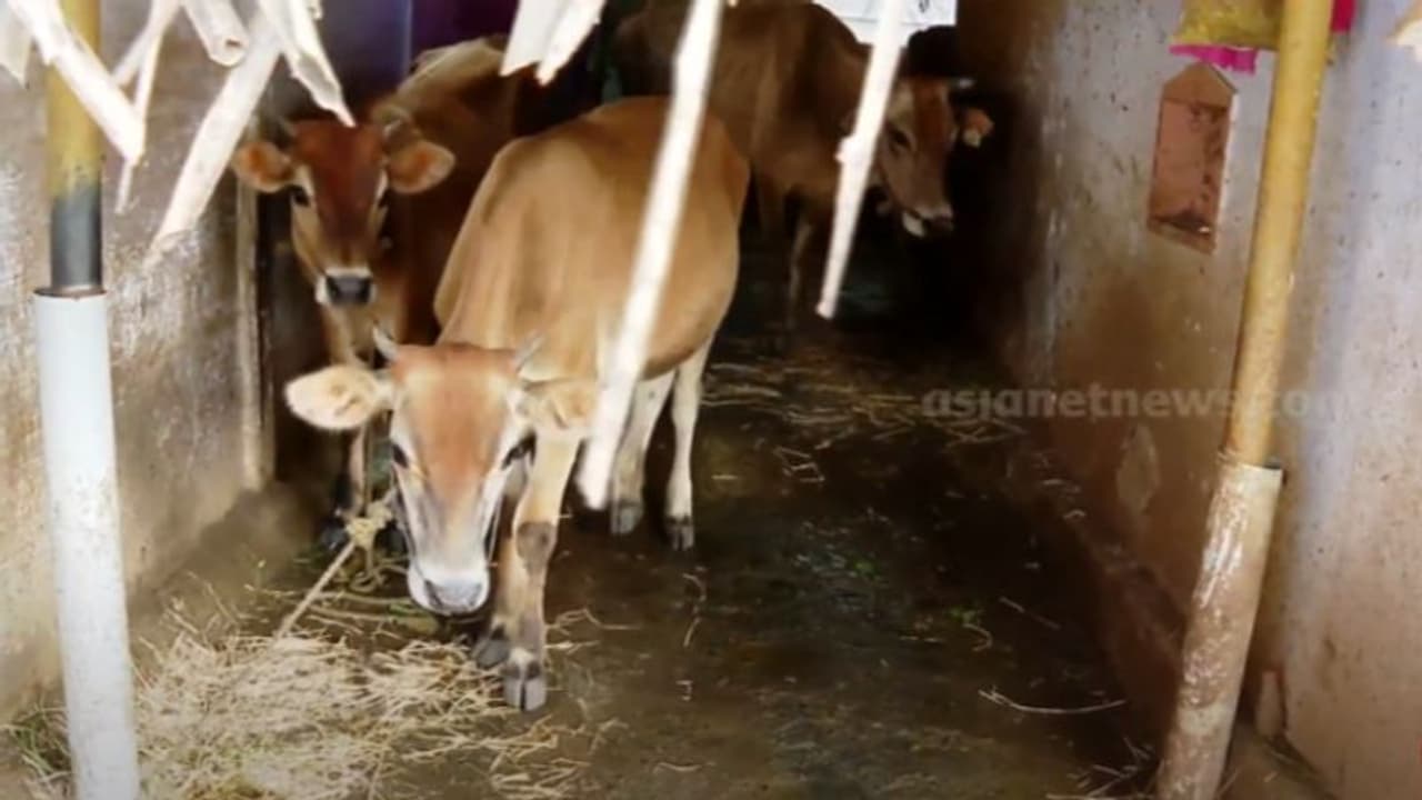 one year old cow without calving giving milk ഒരു വയസ്സ്, പ്രസവിക്കാതെ ...